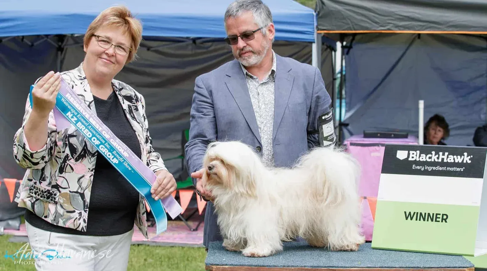 Show Team - Havanese NZ